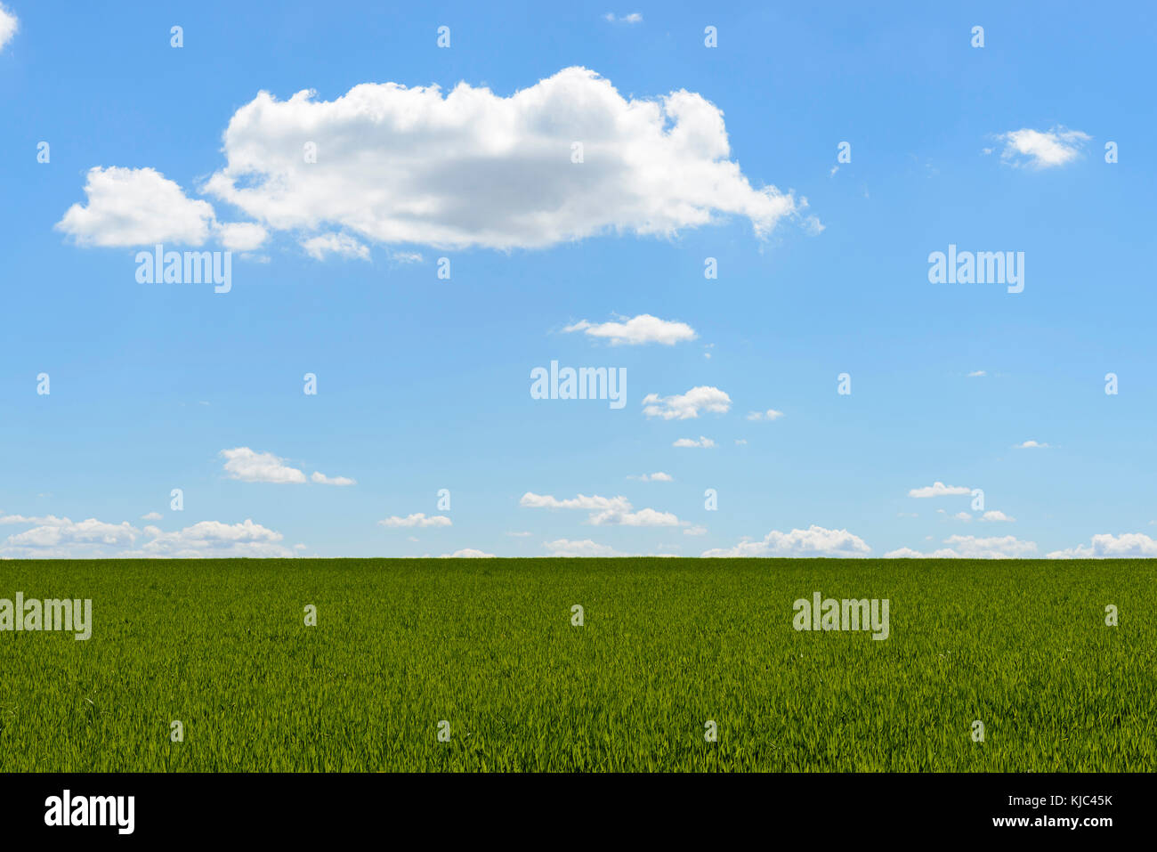 Grainfield with Sky and Clouds in Spring, Baden-Wurttemberg, Germany ...