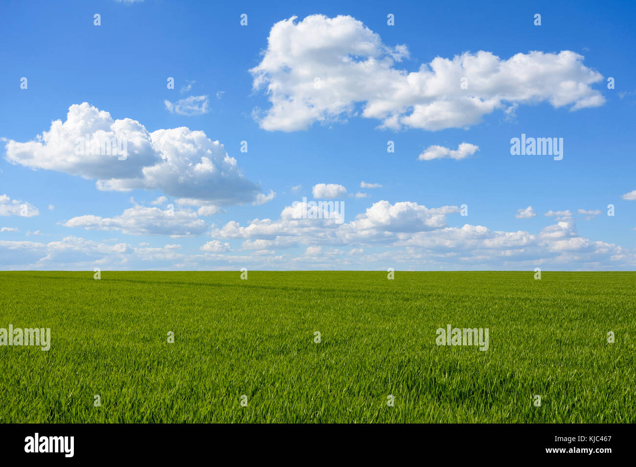 Grainfield with Sky and Clouds in Spring, Schwarzenbronn, Baden ...