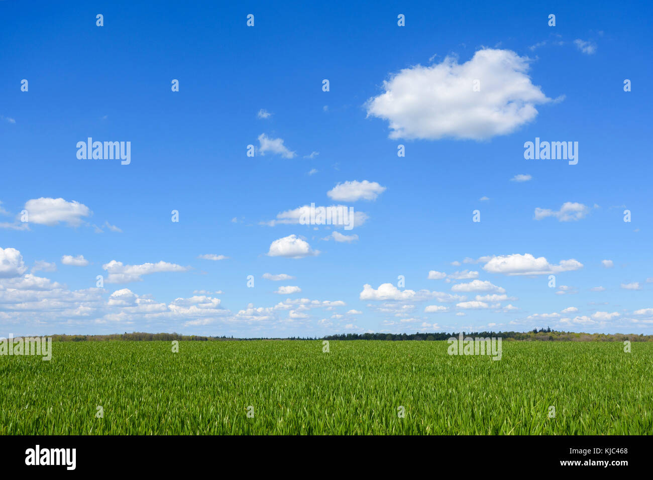 Grainfield with Sky and Clouds in Spring, Schwarzenbronn, Baden ...