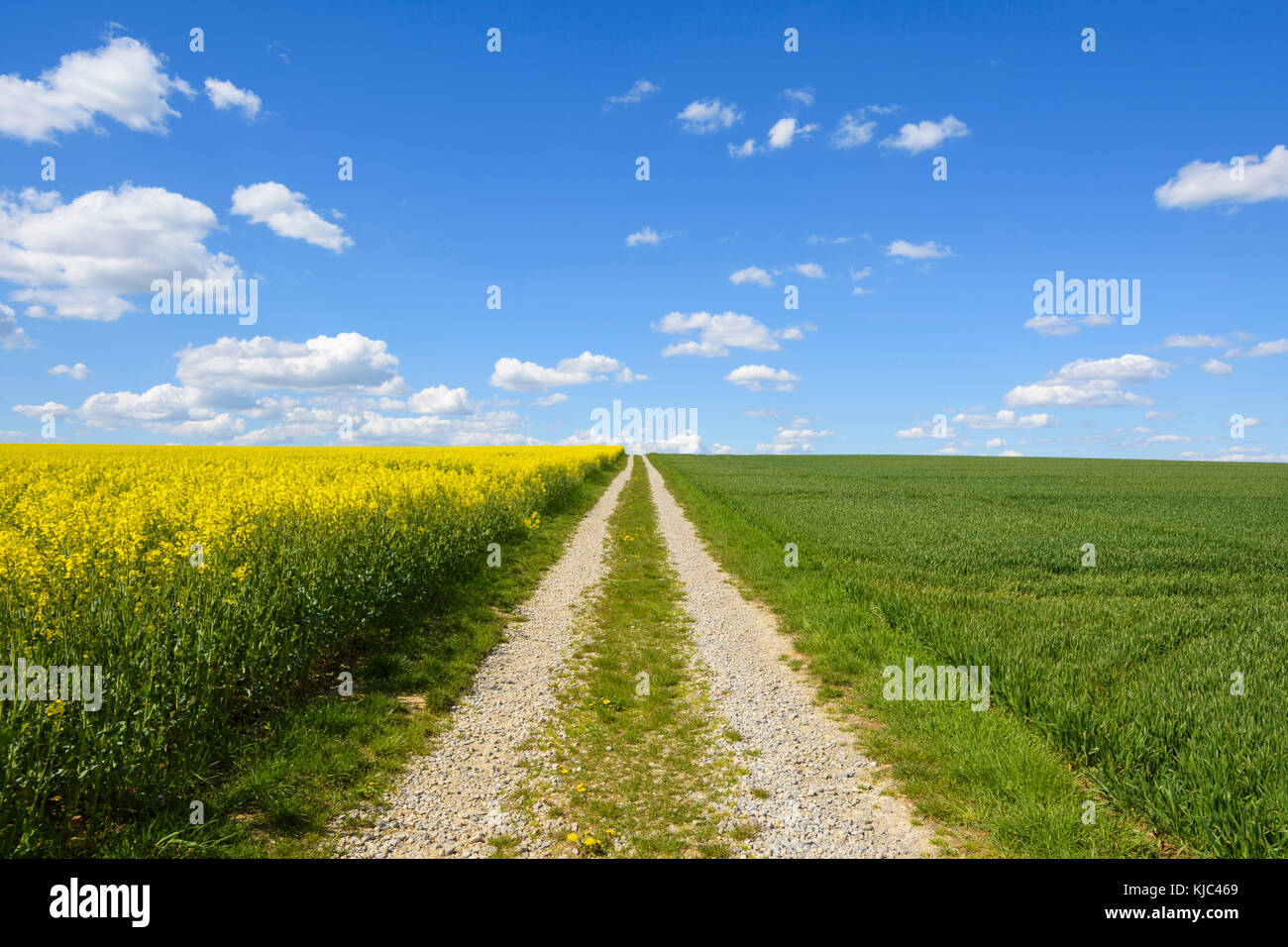 Tracks in the canola fields hi-res stock photography and images - Alamy