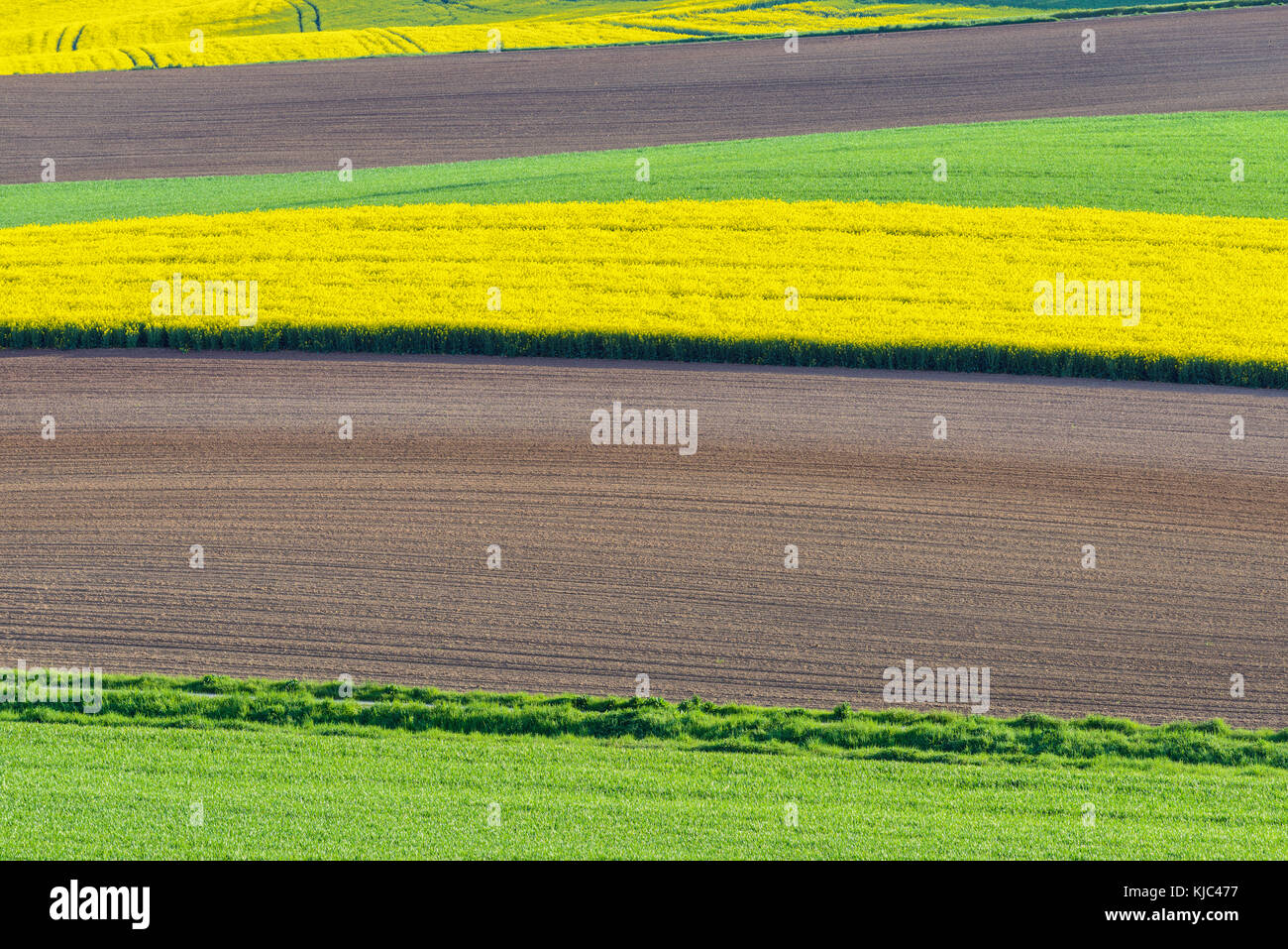 Countryside with Canola and Grain Field in Spring, Birkenfeld ...