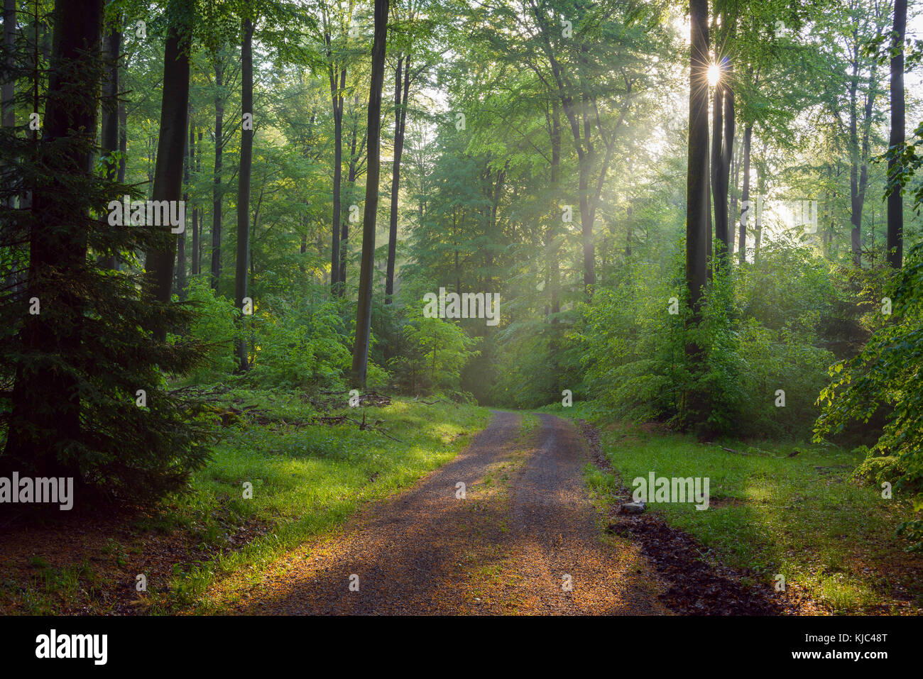 Urban renewal through nature hi-res stock photography and images - Alamy