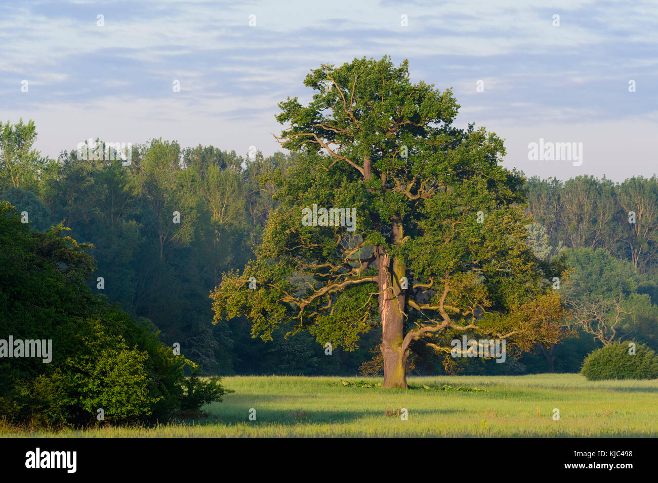 Old Oak Tree (Quercus robur) in early morning in Hesse, Germany Stock ...