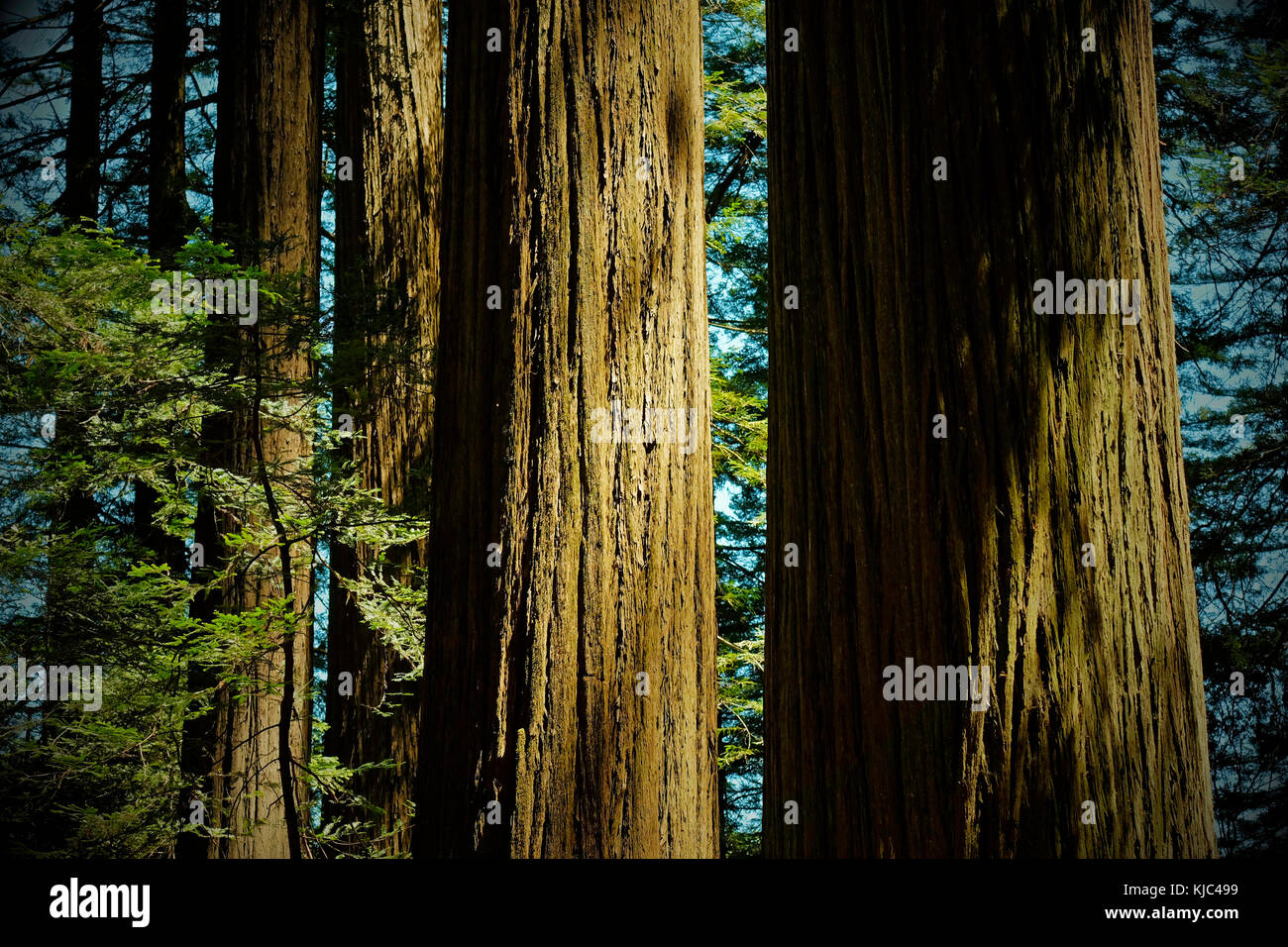 Close-up of redwood tree trunks in a forest in Northern California, USA ...