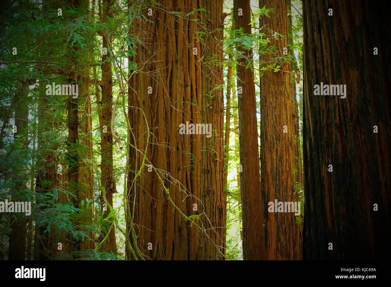 Close-up of redwood tree trunks in forest in Northern California, USA ...