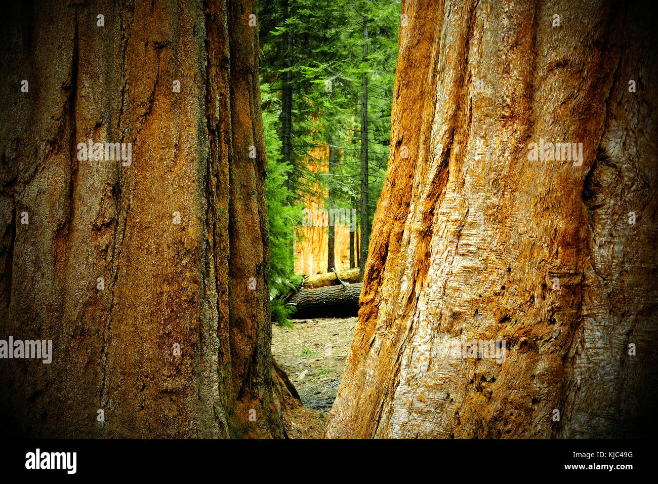 View of forest between two large, sequoia tree trunks in Northern ...