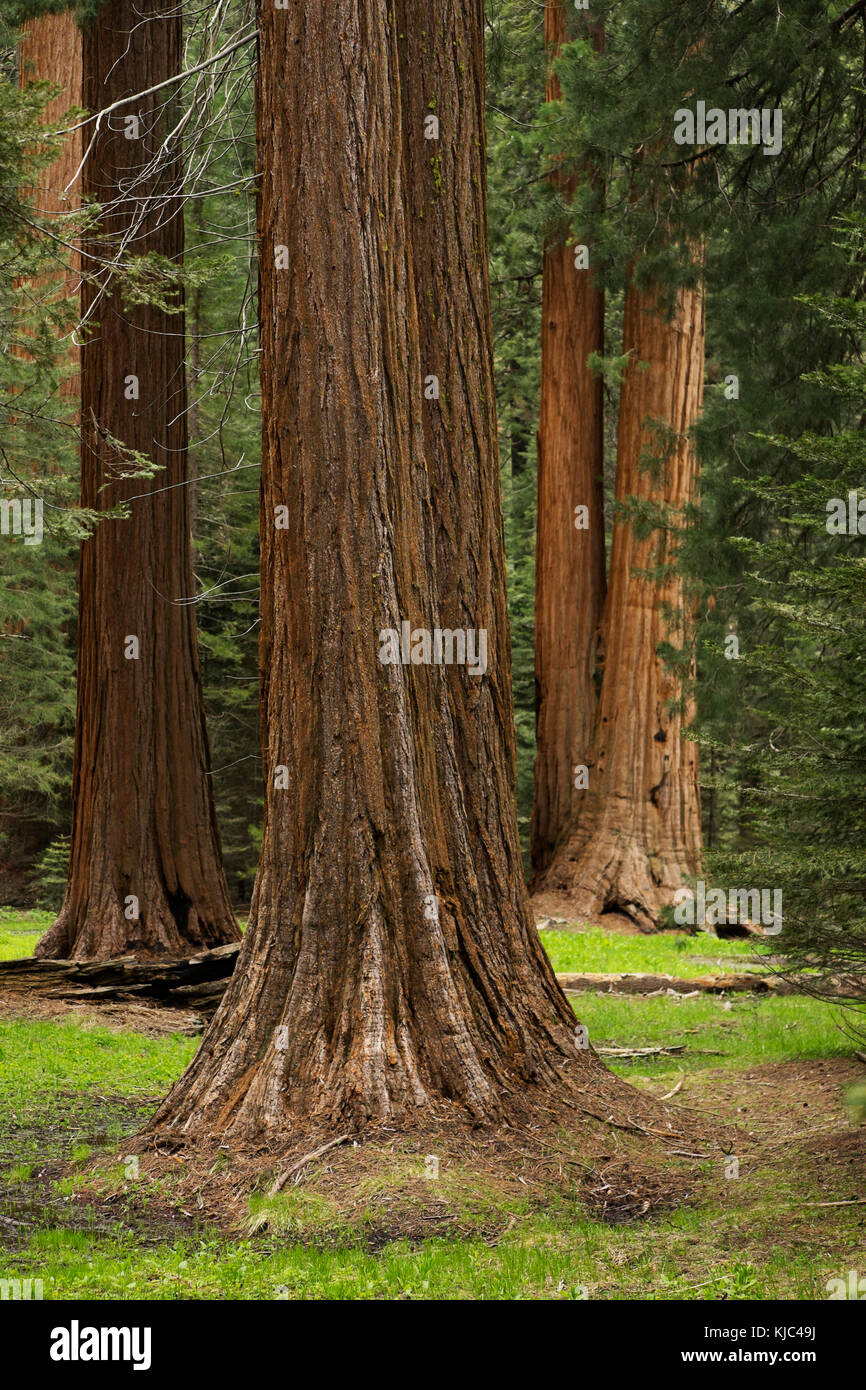 Sequoia tree trunks in forest in Northern California, USA Stock Photo ...