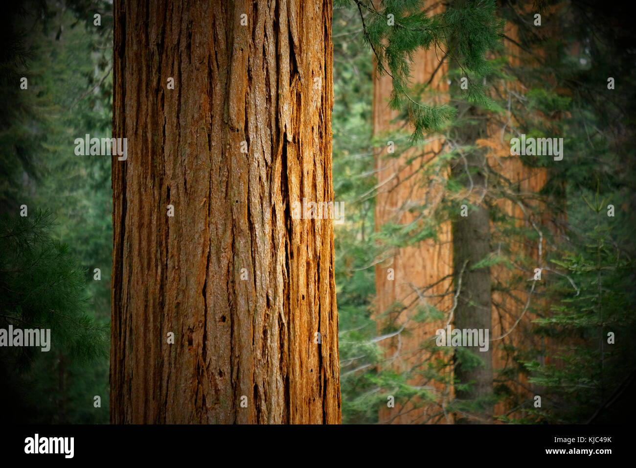 Close-up of sequoia tree trunks in forest in Northern California, USA ...