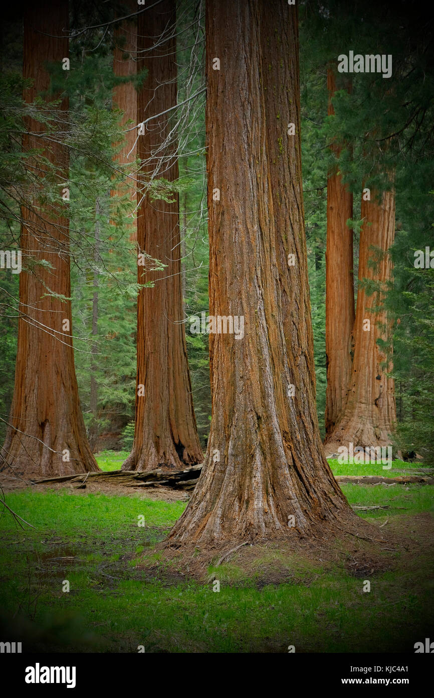 Sequoia trees in the forest in Northern California, USA Stock Photo - Alamy
