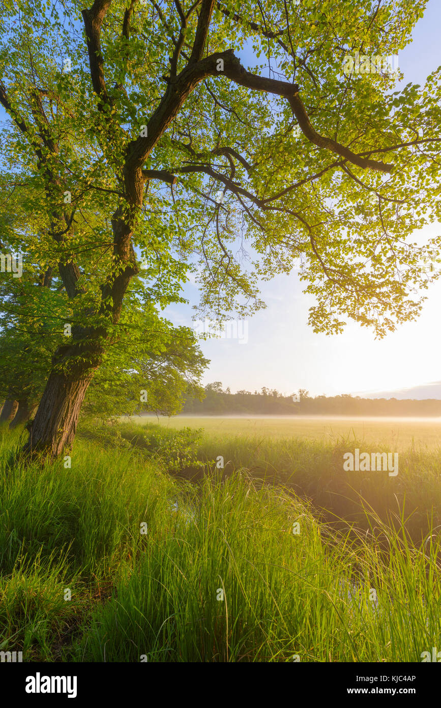 Springtime landscape with tree branch hanging over grassy field with ...