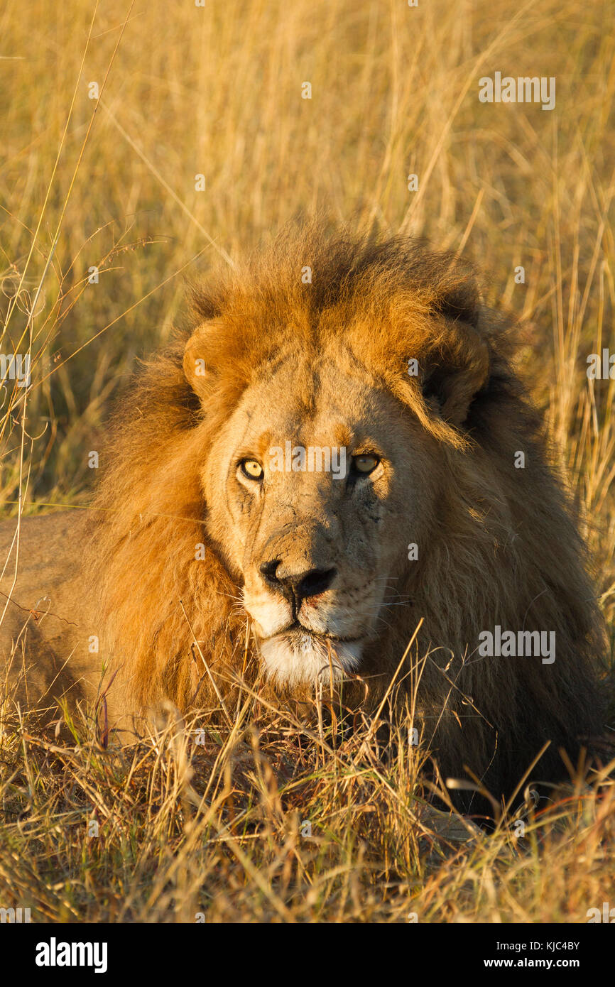 Portrait of an African lion (Panthera leo) lying in grass looking into ...