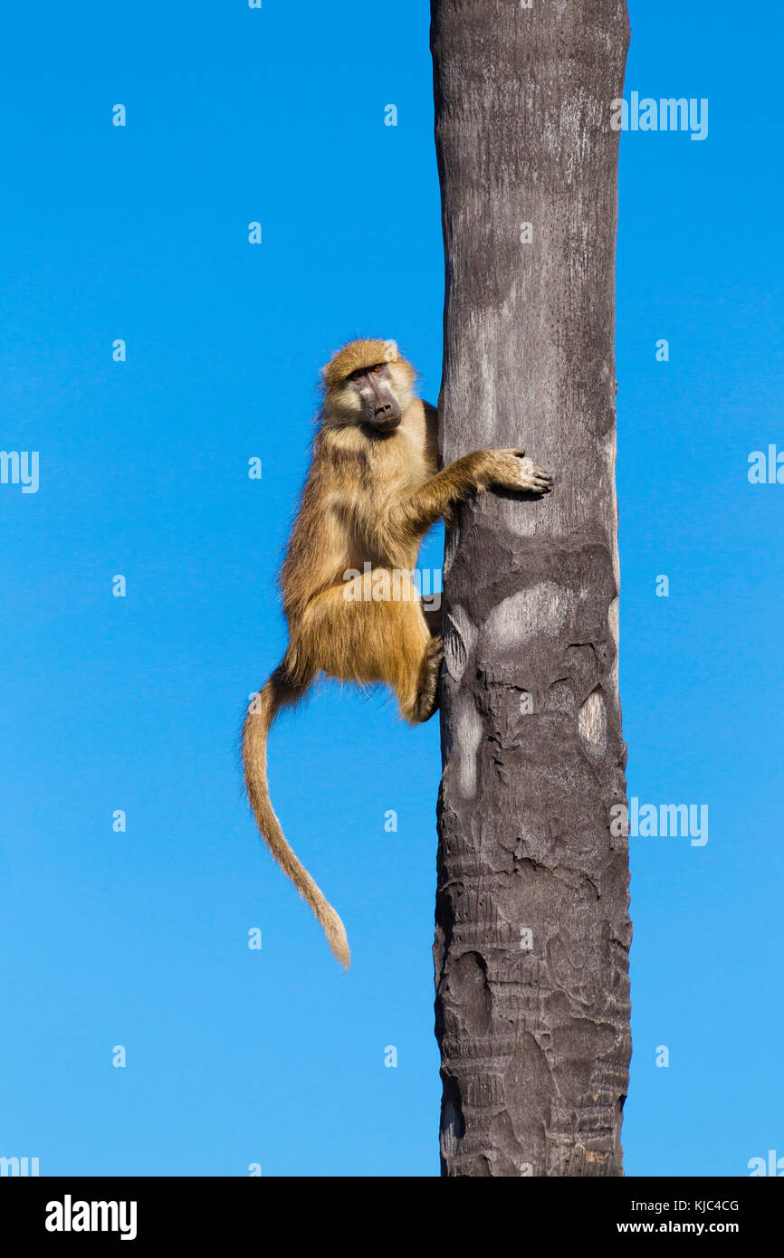 Chacma baboon (Papio ursinus) climbing a palm tree at the Okavango ...