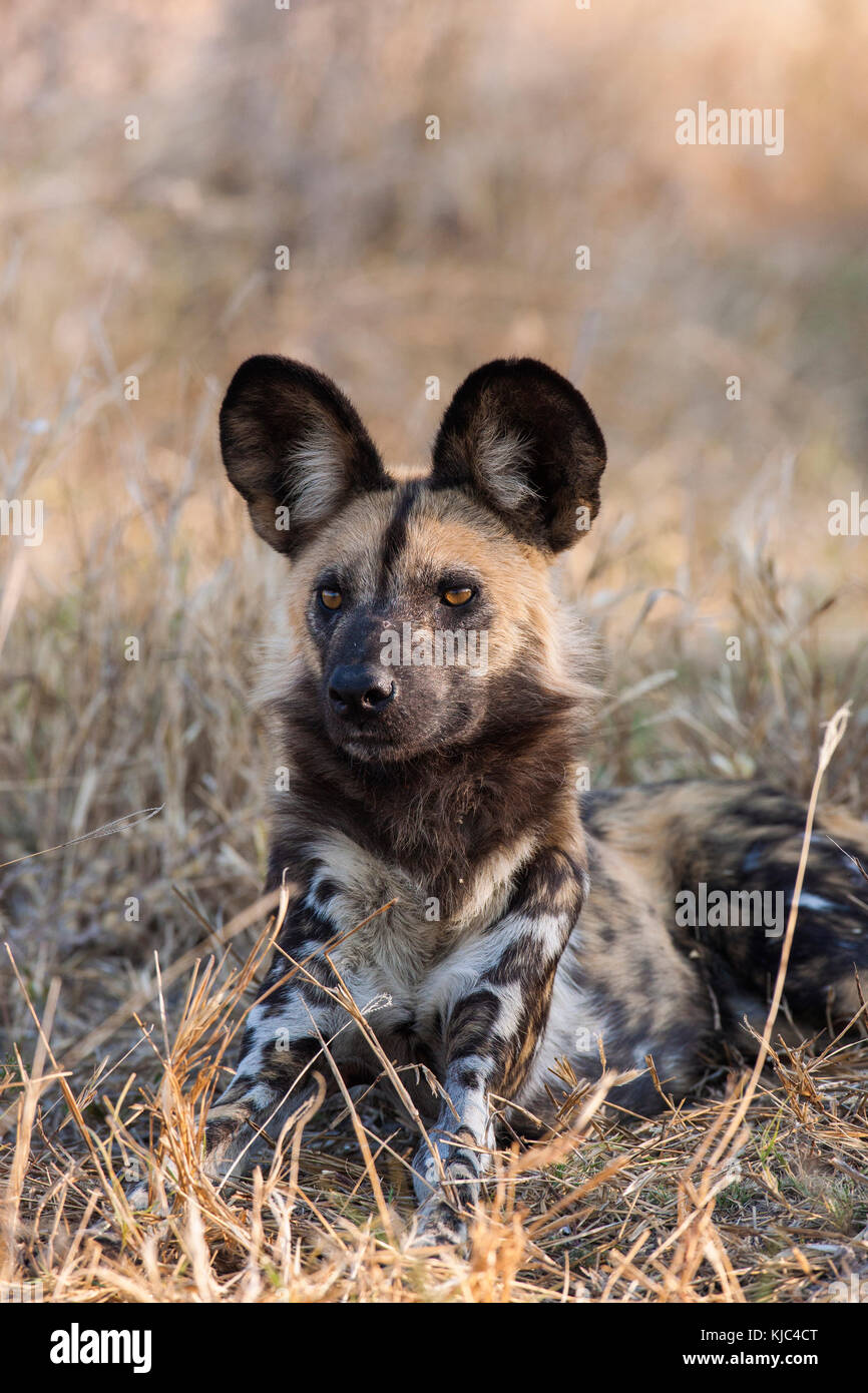 Portrait of a wild dog (Lycaon pictus) lying in the grass looking into ...