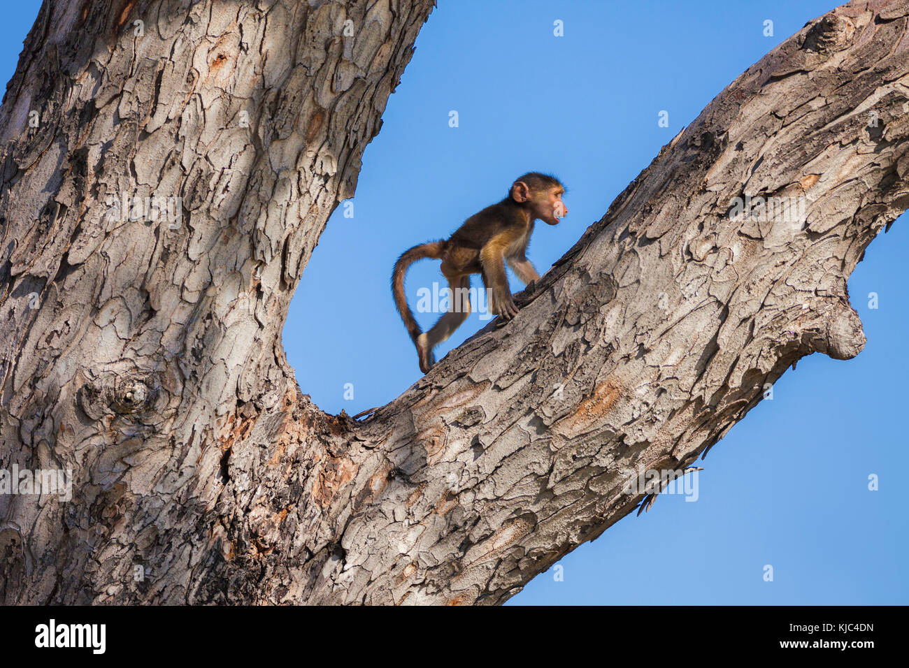 Young Chacma baboon (Papio ursinus) climbing a tree at the Okavango ...