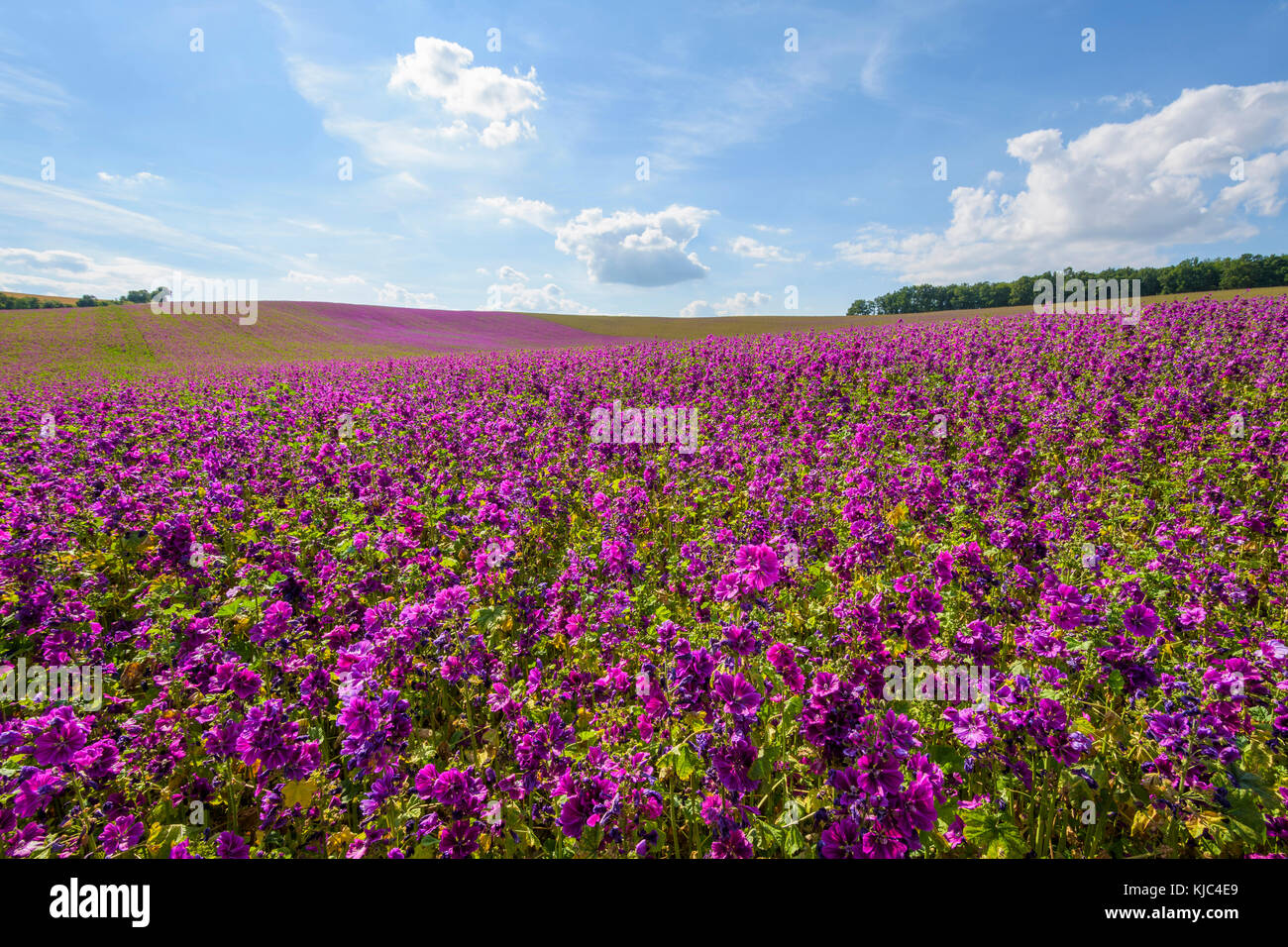 Field of mallow flowers in summer at Arnstein in Bavaria, Germany Stock ...