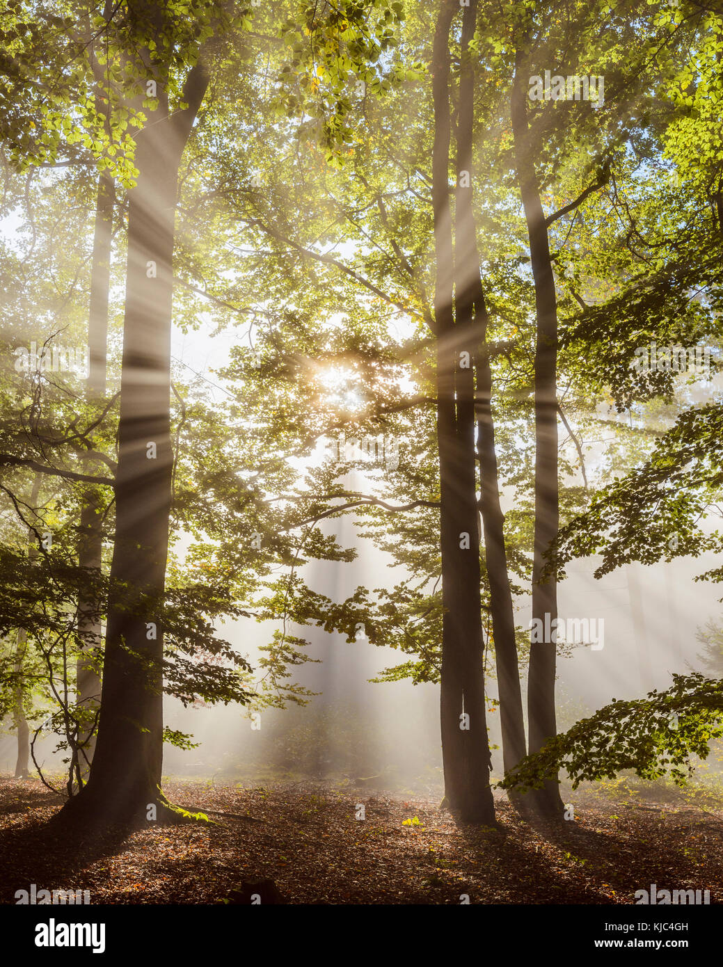 Forest in the morning with sun rays through the haze in the Odenwald ...