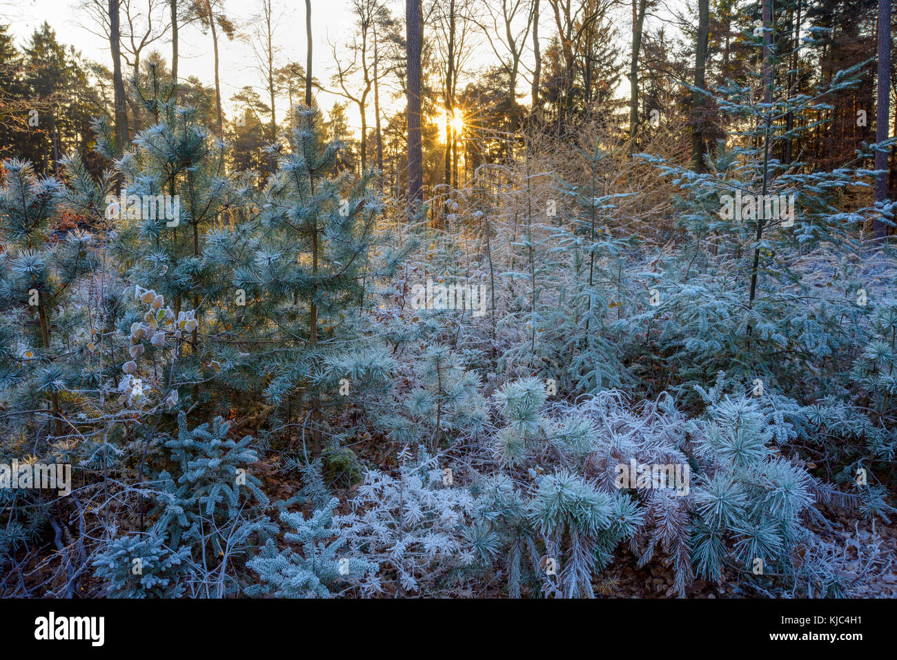 Autumn forest with morning sun and rime covering plants in the Odenwald ...