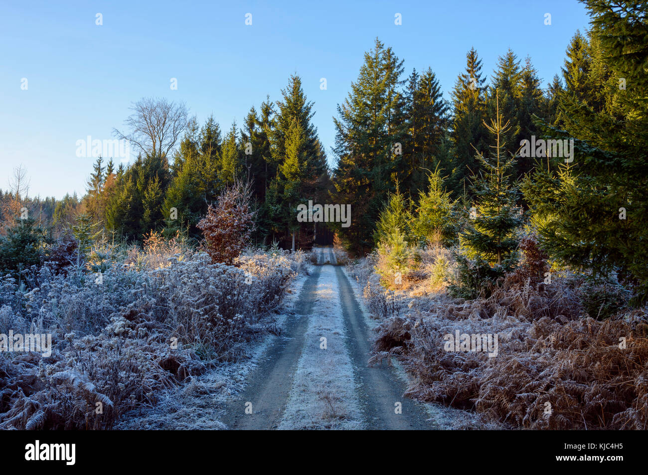 Fern covered with rime hi-res stock photography and images - Alamy