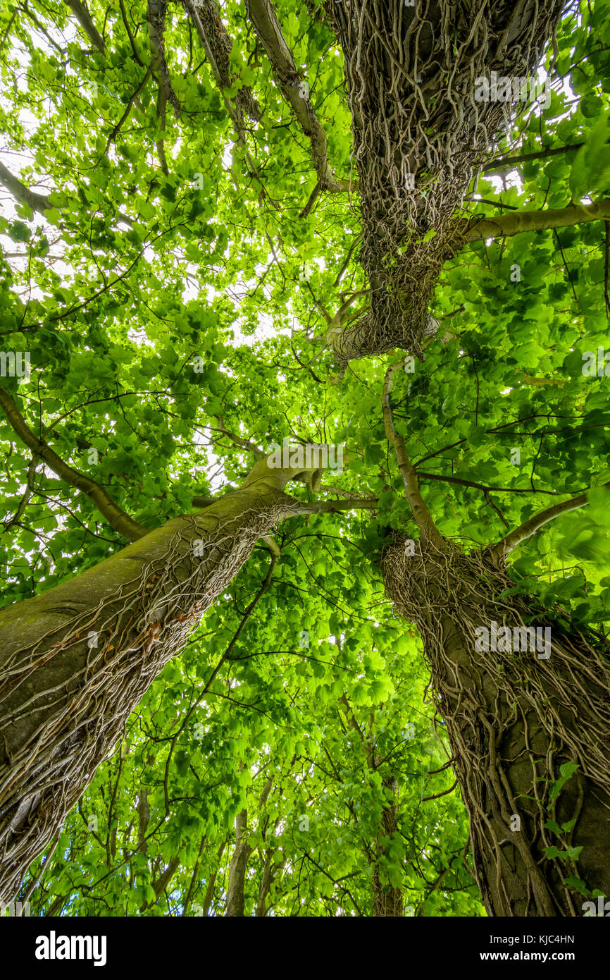 Maple tree with rank plants and vines climbing up tree trunk in the ...