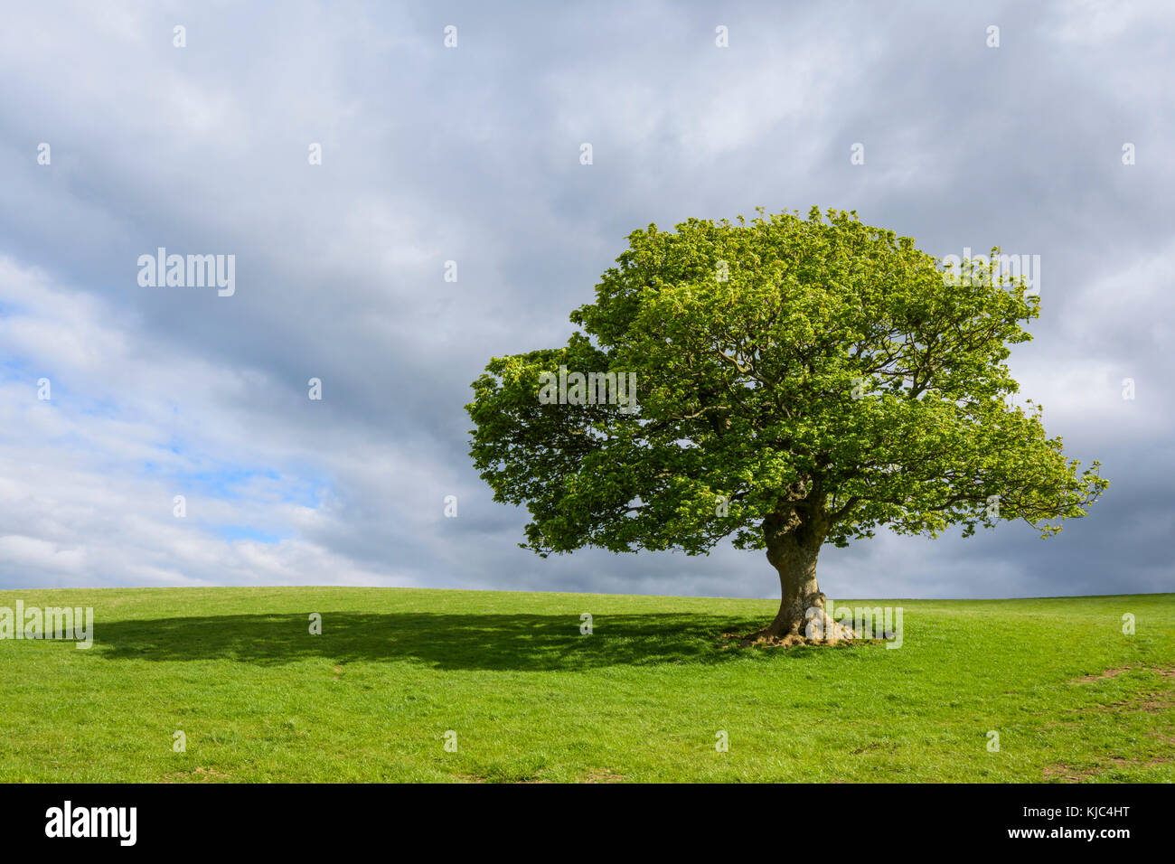 Lone oak tree on grassy hi-res stock photography and images - Alamy