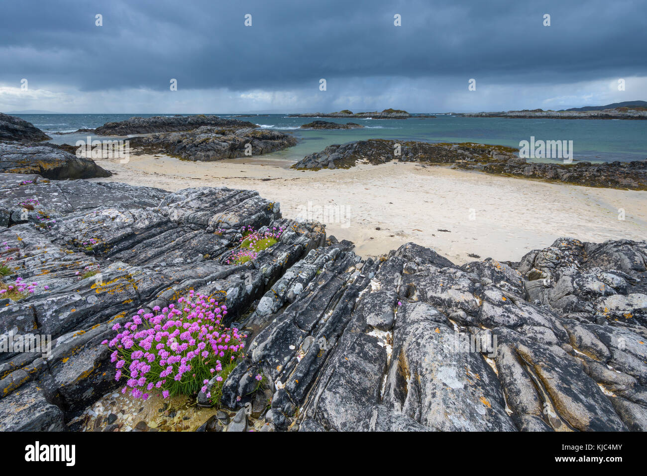 Scottish coast with dark sky and Sea Pink flowers (Armeria maritima) on ...