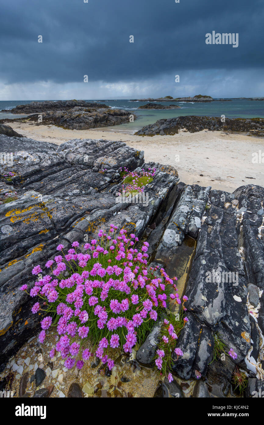 Scottish coast with dark sky and Sea Pink flowers (Armeria maritima) on ...