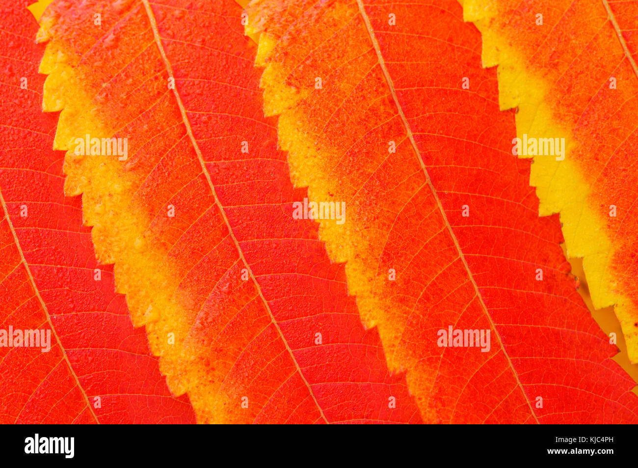 Close-up of autumn leaves of a Staghorn Sumac - Vinegar Tree (Rhus ...