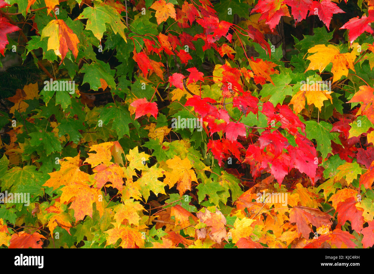 Close-up of the colourful fall foliage of a Maple Tree in Ontario ...