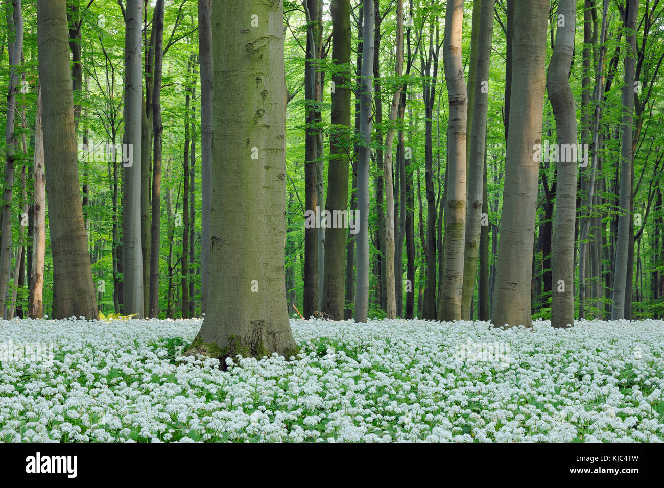 Ramsons (Allium ursinum) in a beech tree (fagus sylvatica) forest in ...