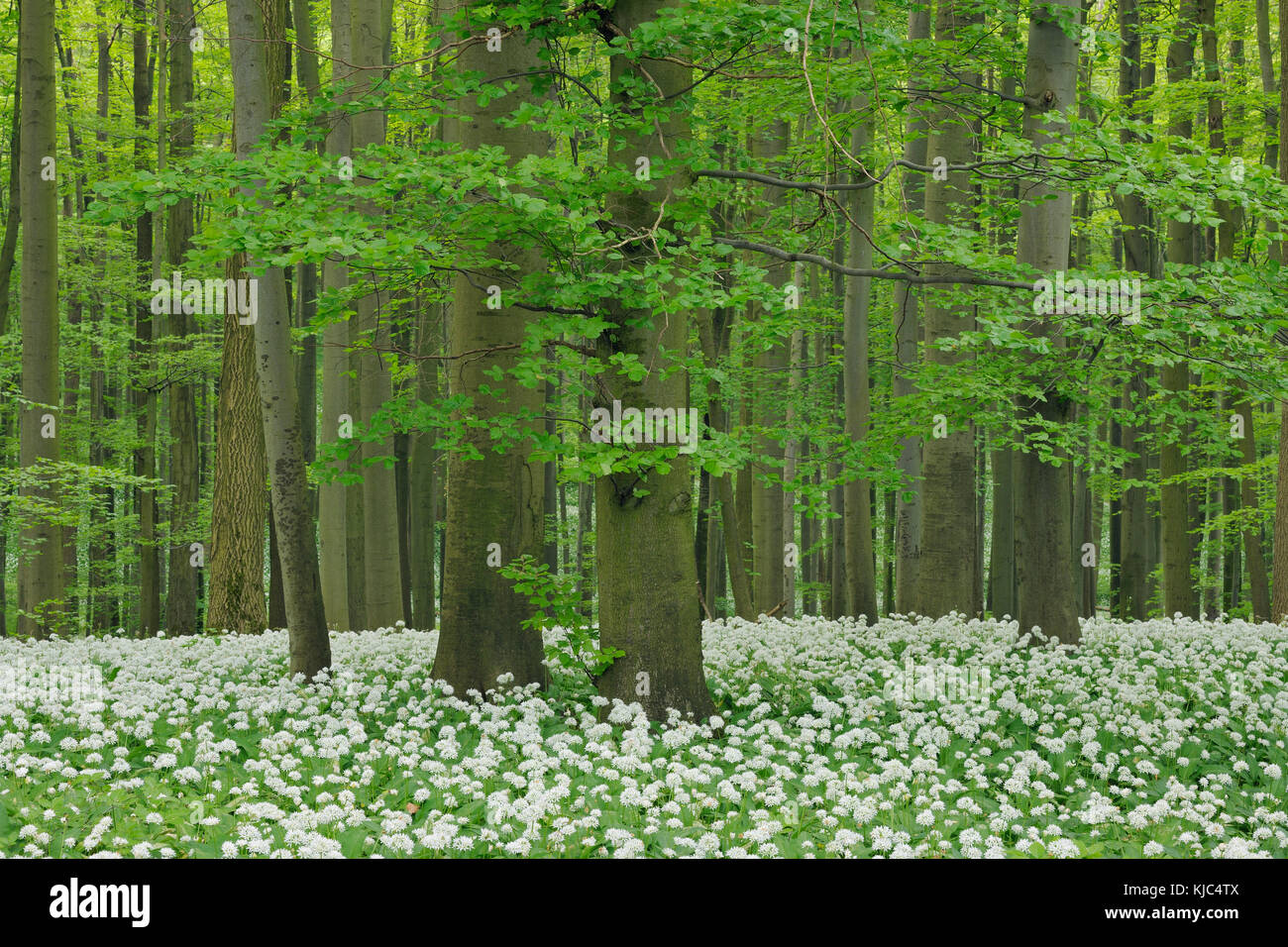 Ramsons (Allium ursinum) in a beech tree (fagus sylvatica) forest in ...