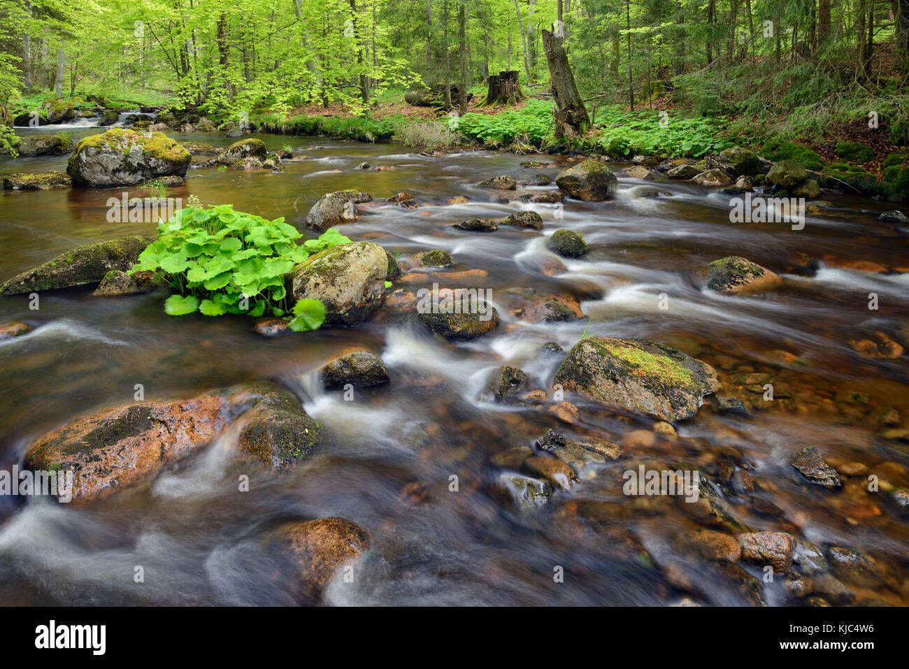 Bode river elendstal valley hi-res stock photography and images - Alamy