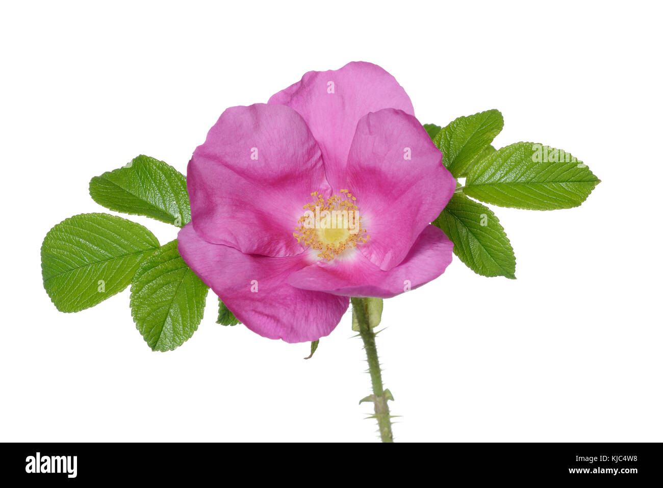 Close-up of rugosa rose (rosa rugosa) on a white background, Germany ...