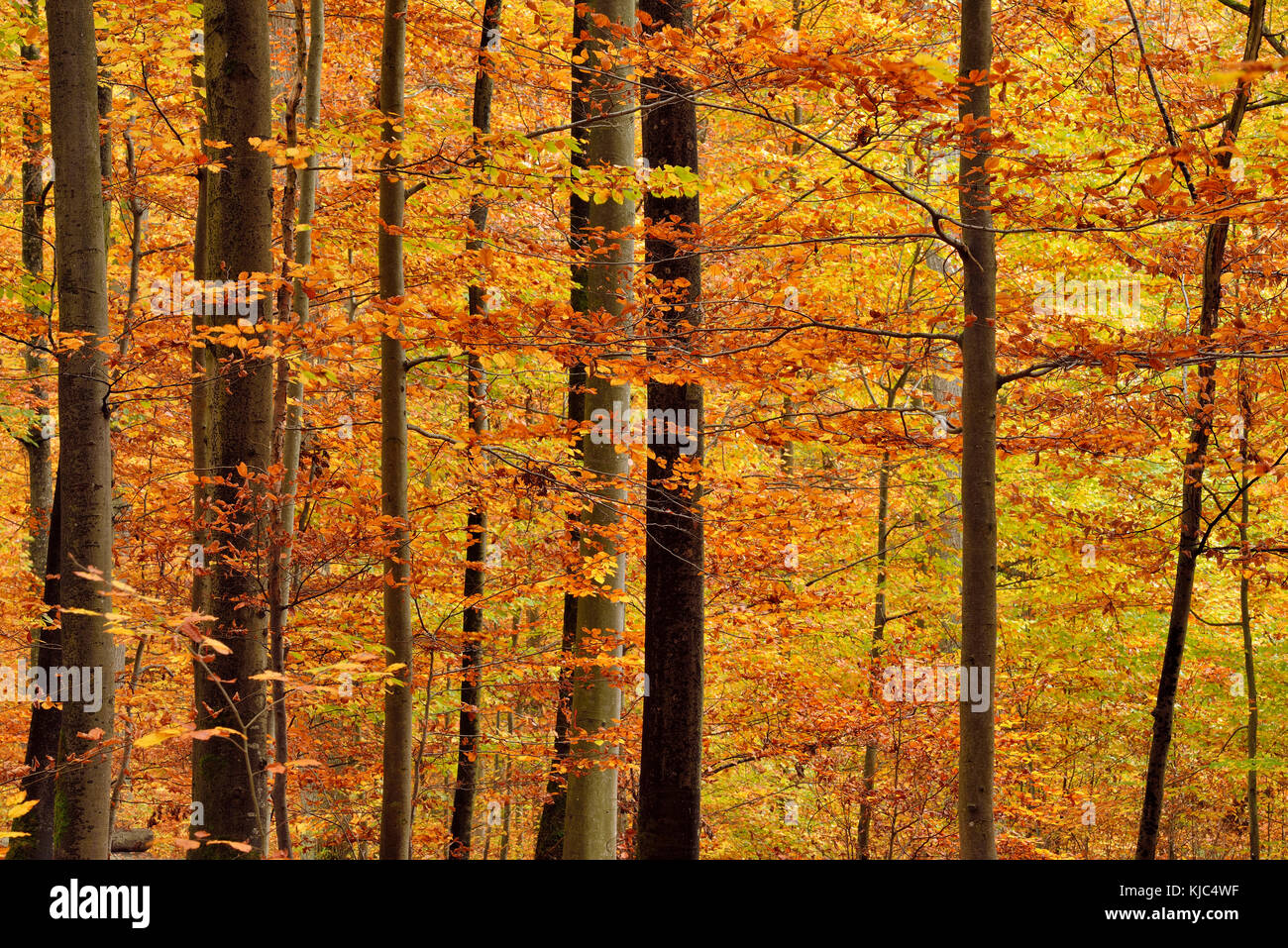Forest in autumn colours in Bavaria, Germany Stock Photo - Alamy