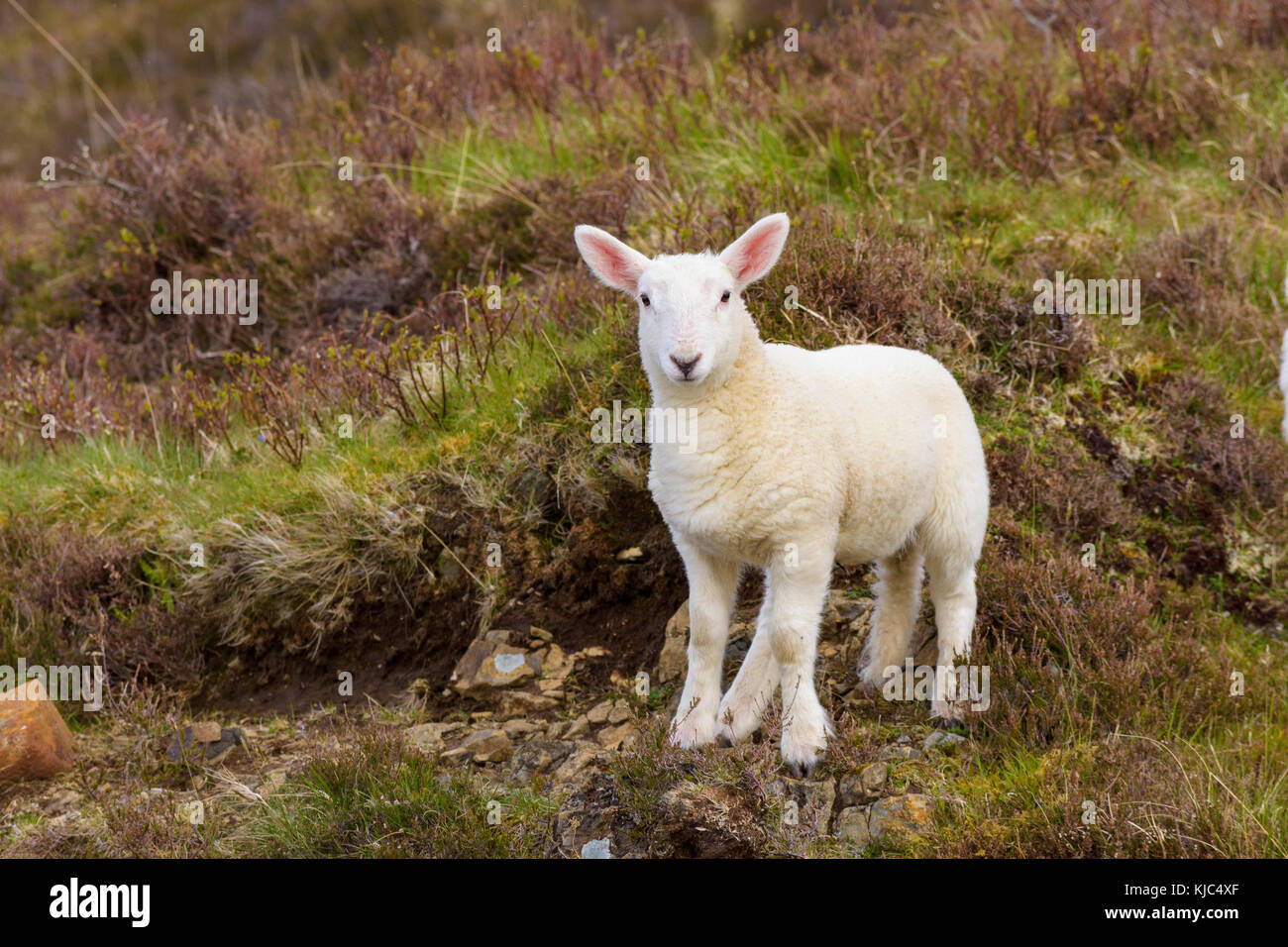 Portrait of lamb in springtime at Dunvegan on the Isle of Skye in ...