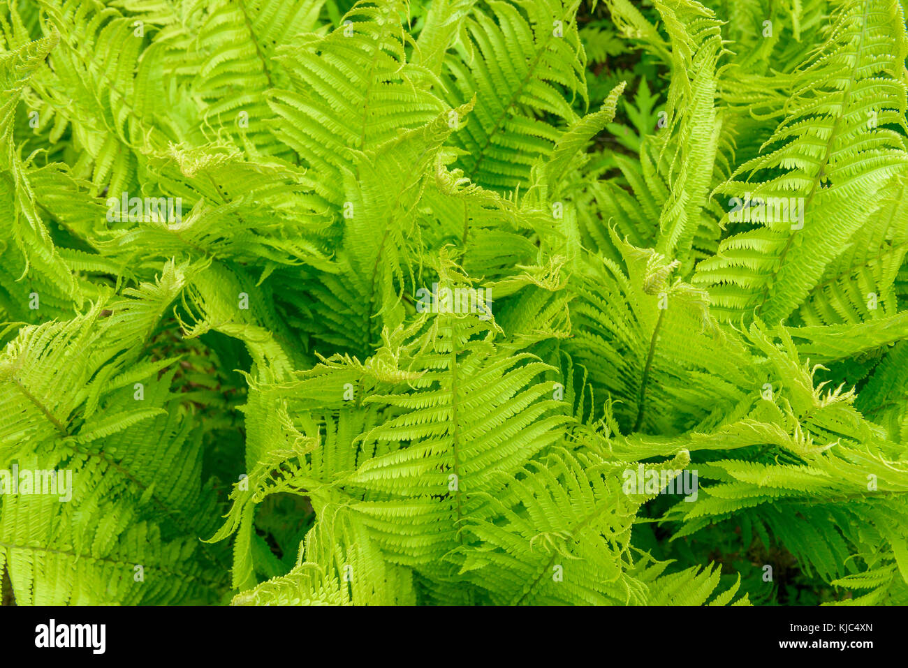 Close-up of fresh fern plants in spring on the Isle of Skye in Scotland ...