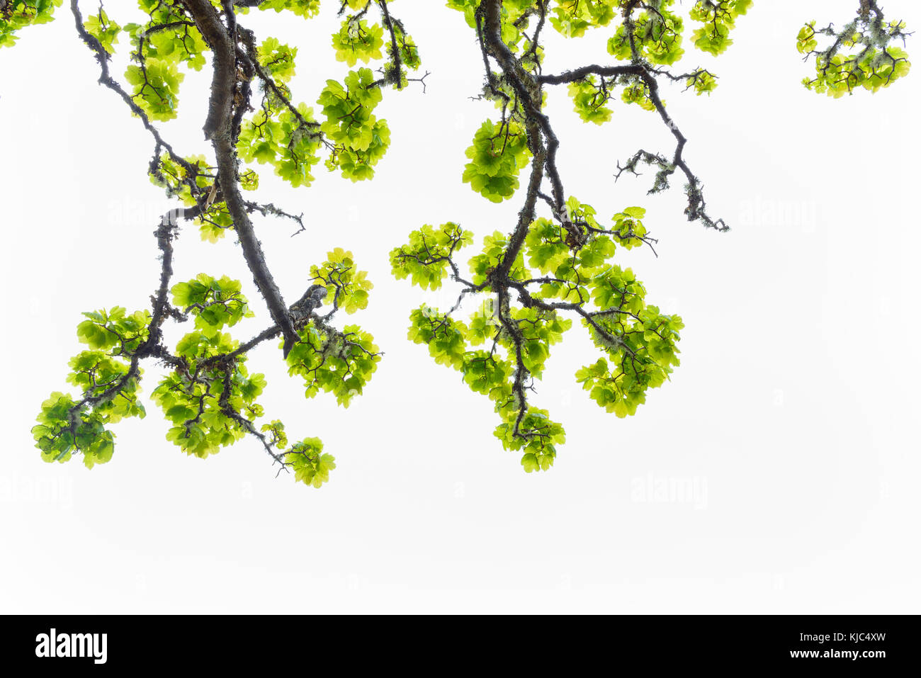 Close-up of maple tree branch with fresh leaves in springtime on the ...