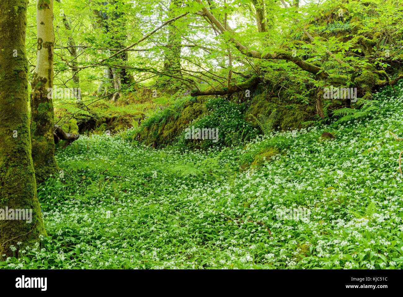 Spring forest with bear's garlic near Armadale on the Isle of Skye ...