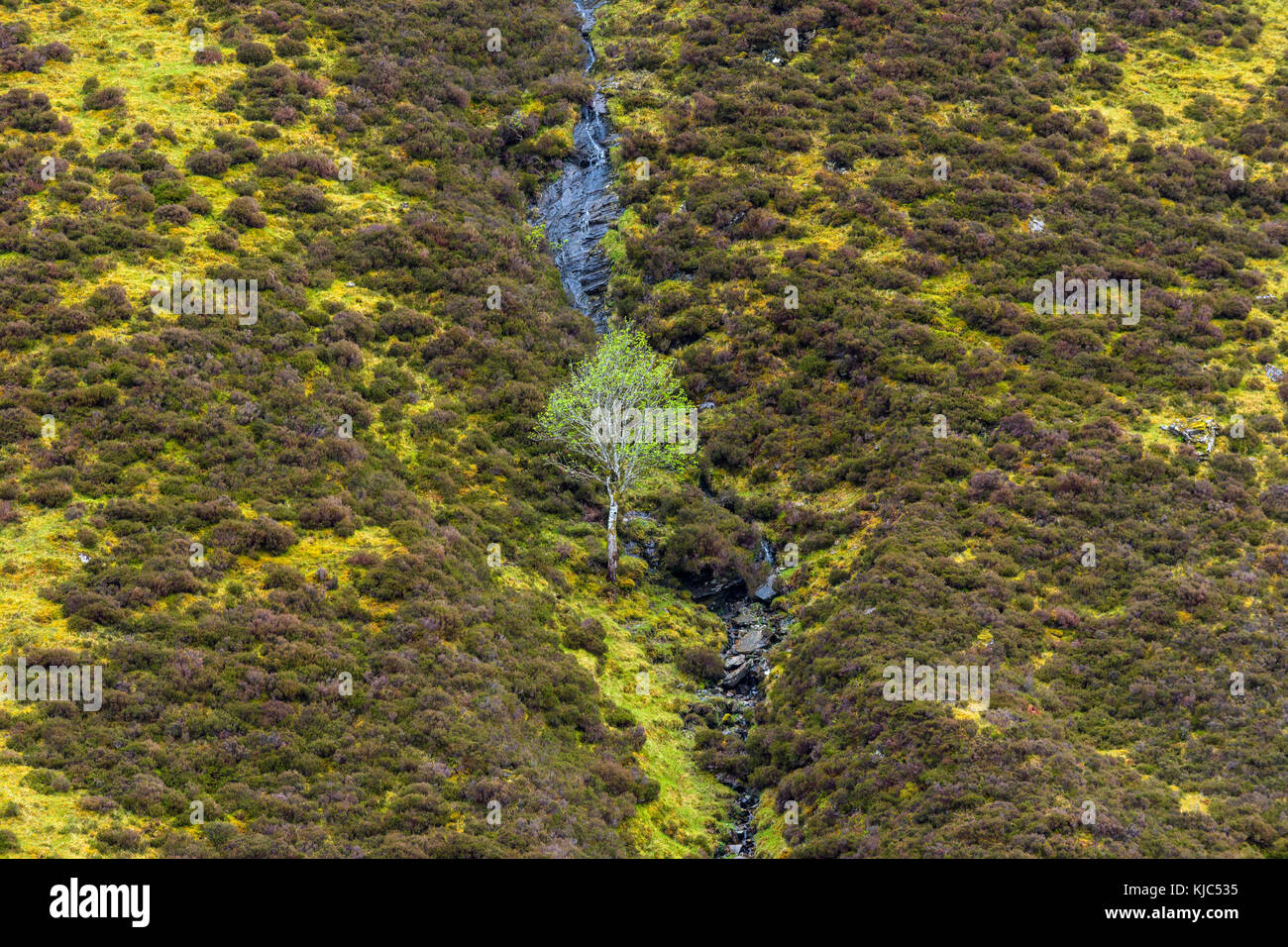 Elevated view of shrubbery and a tree on a mountain slope in spring in ...