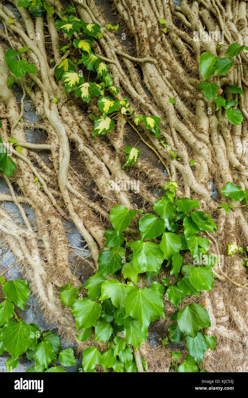 Close-up of plant roots and ivy leaves on a stone wall in Stirling in ...