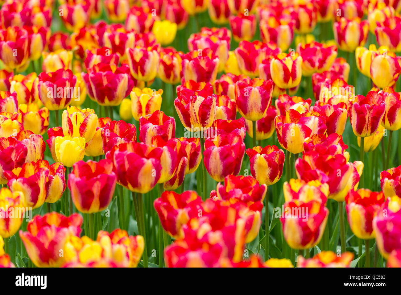 Red and yellow variegated tulips in spring at the Keukenhof Gardens in ...