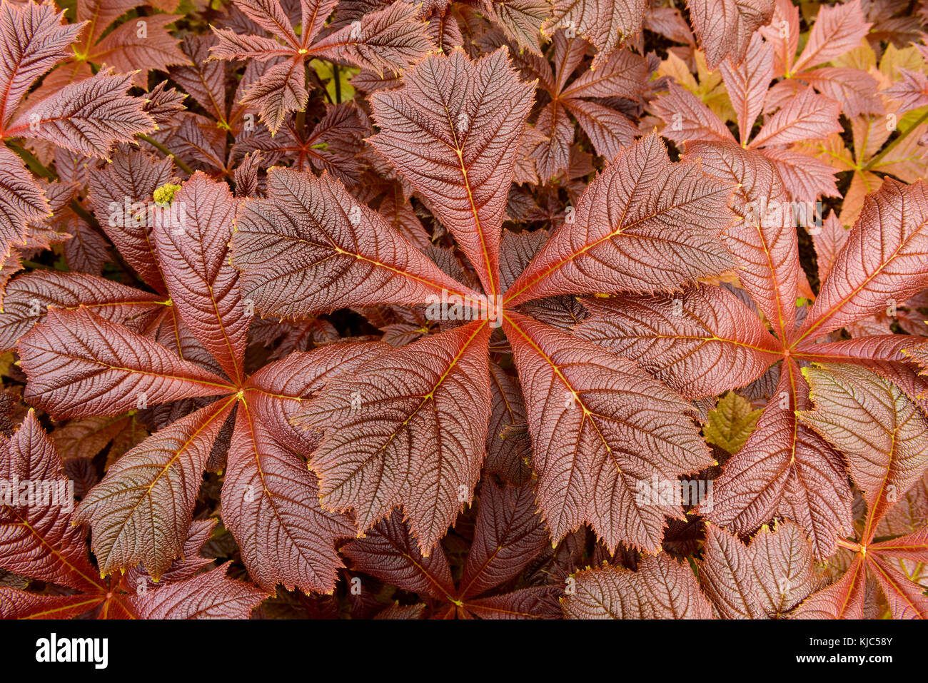 Rodgersia bronze hi-res stock photography and images - Alamy