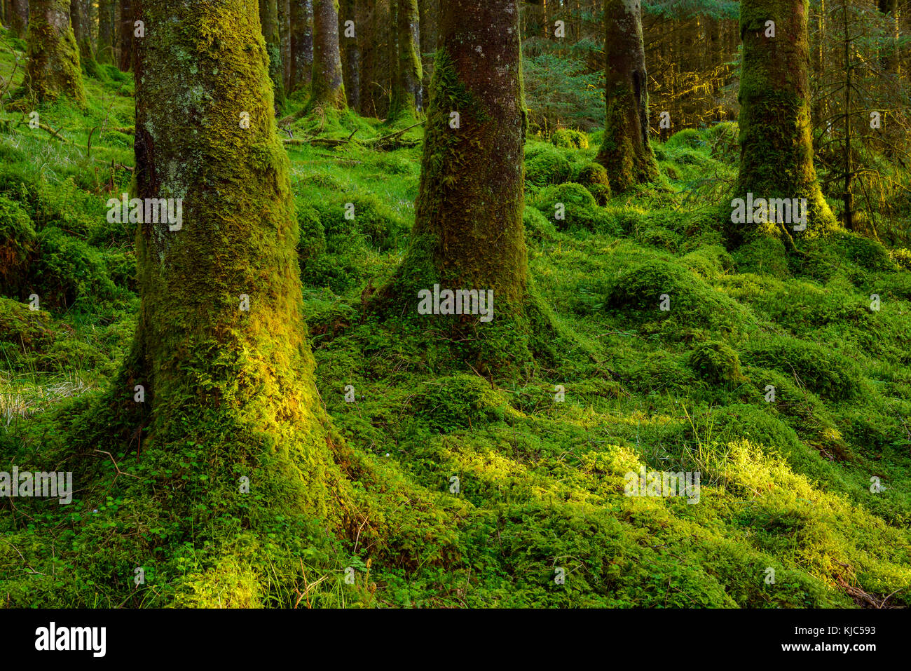 Strong mossy tree trunks and forest floor in a conifer forest at Loch ...