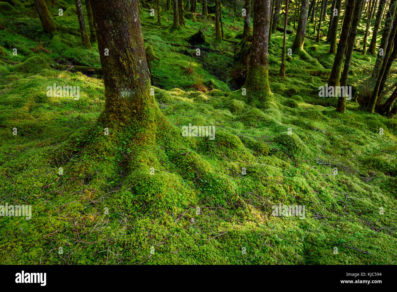 Strong mossy tree trunks and forest floor in a conifer forest at Loch ...