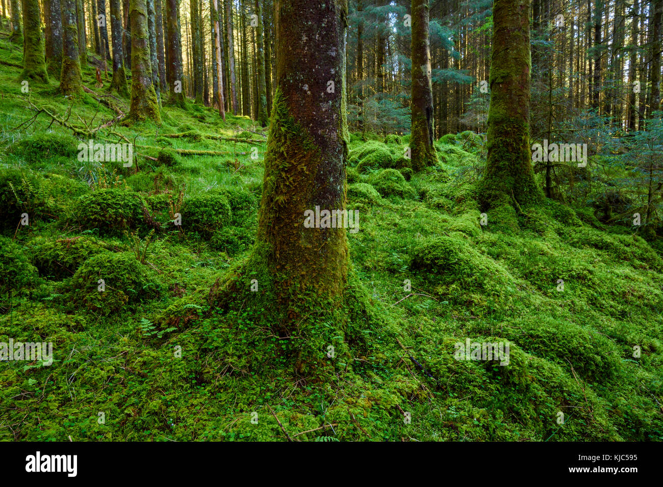 Strong mossy tree trunks and forest floor in a conifer forest at Loch ...