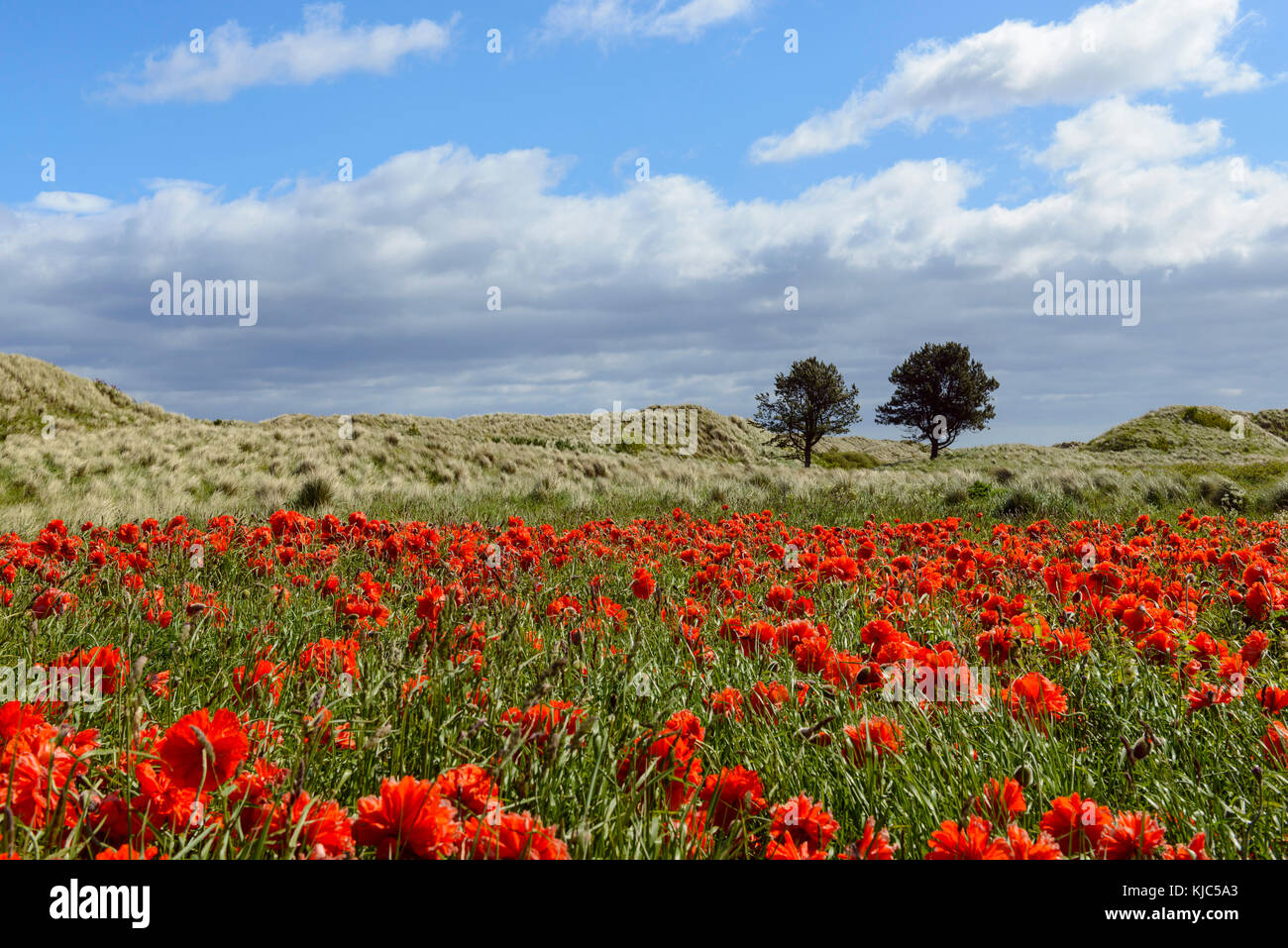 Field of red poppies with grassy sand dunes in the background at the ...