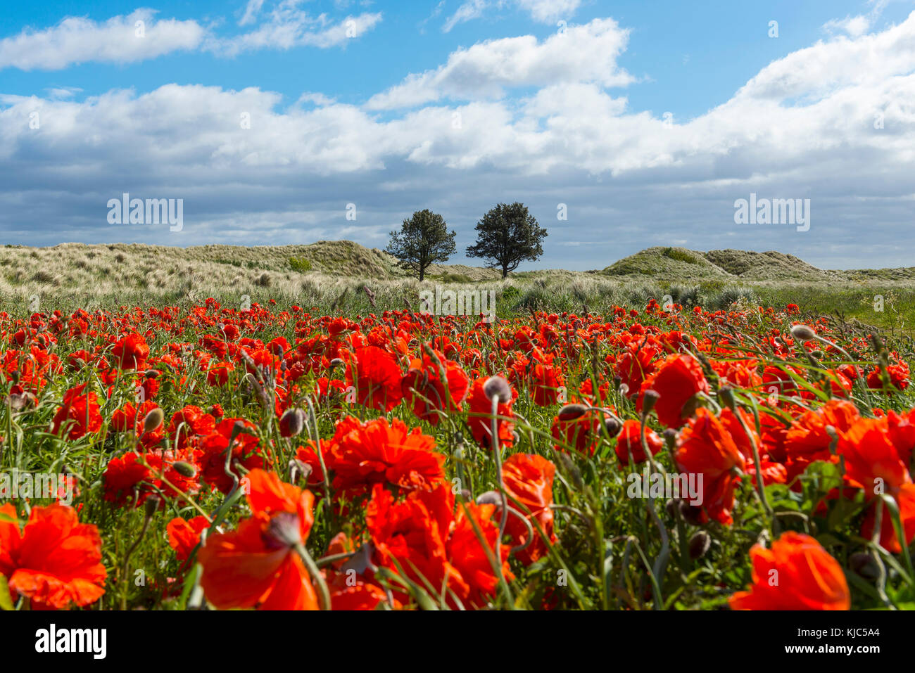 Field of red poppies with grassy sand dunes in the background at the ...