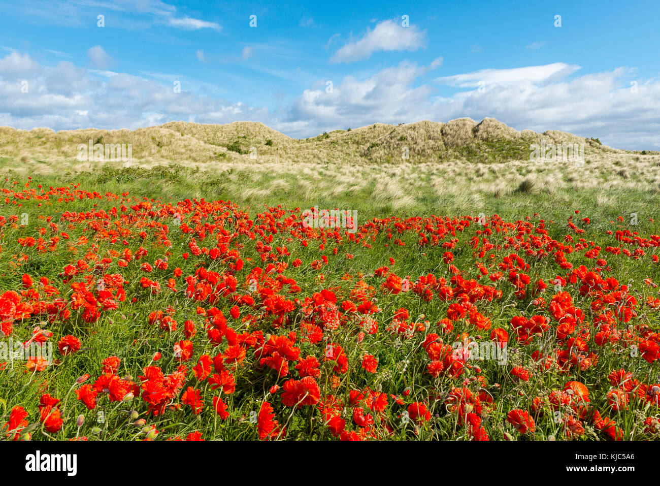 Field of red poppies with grassy sand dunes in the background at the ...