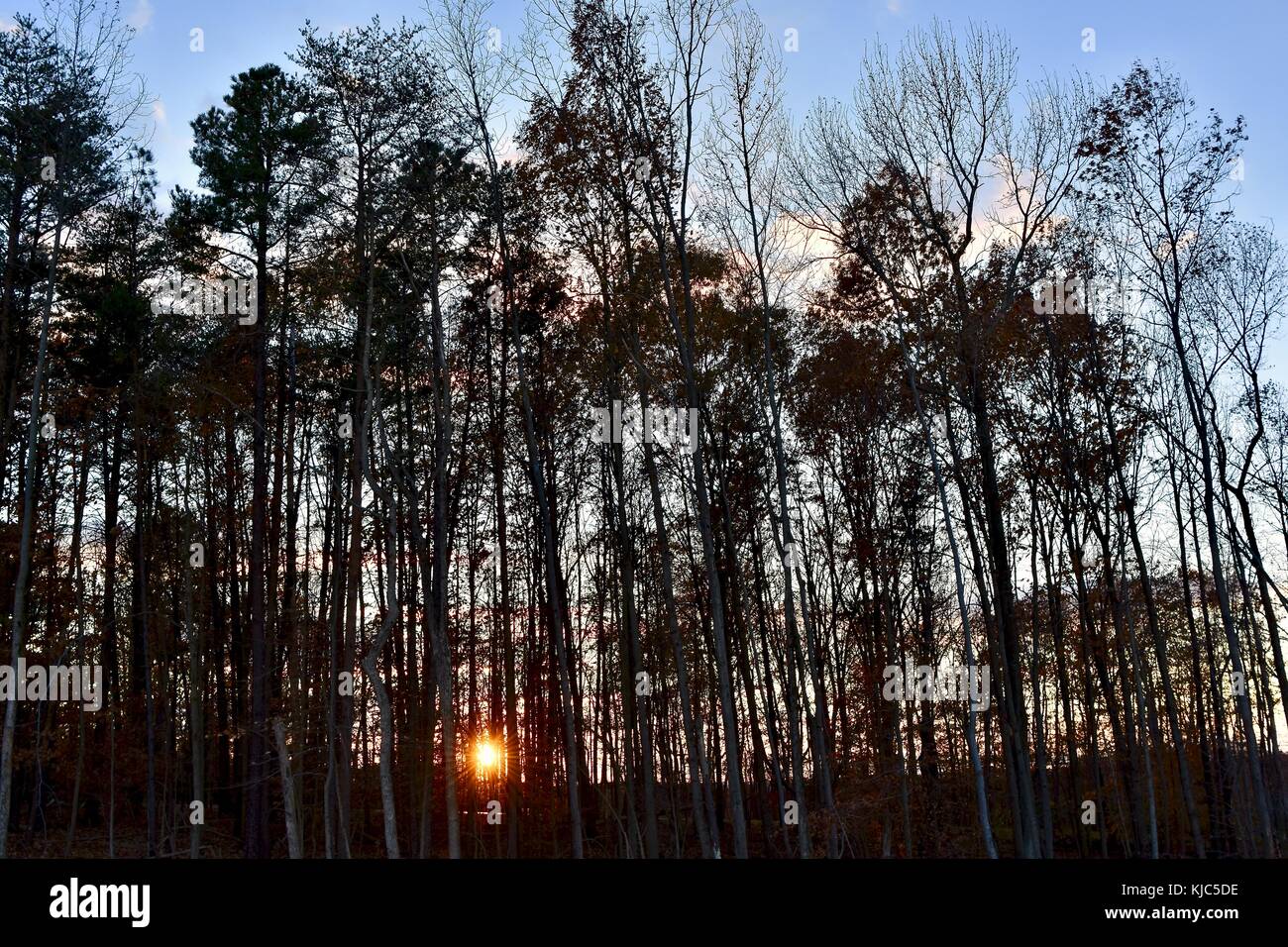Sun setting behind trees Stock Photo - Alamy