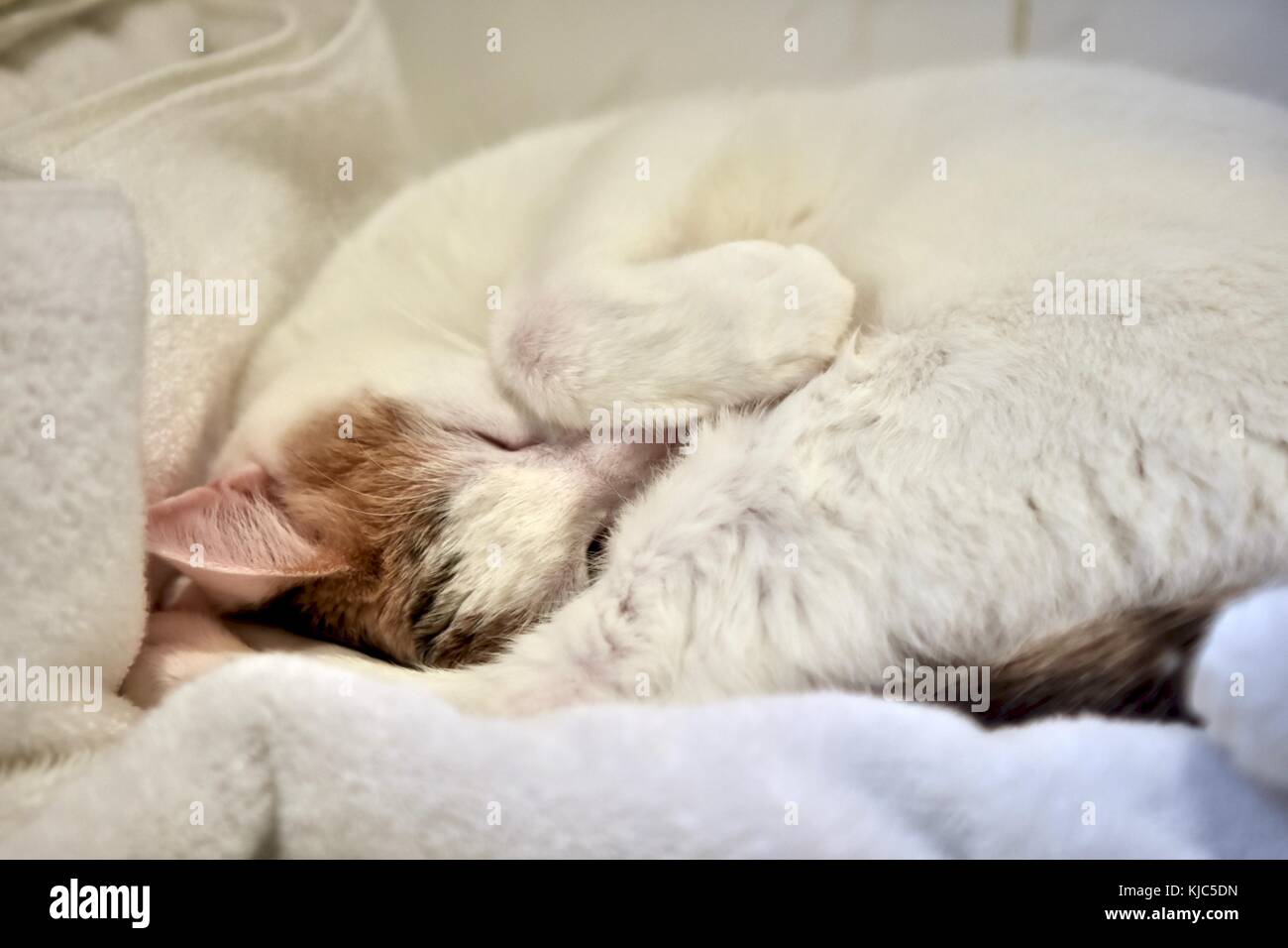 White cat curled up sleeping Stock Photo - Alamy White cat curled up sleeping Stock Photo - Alamy