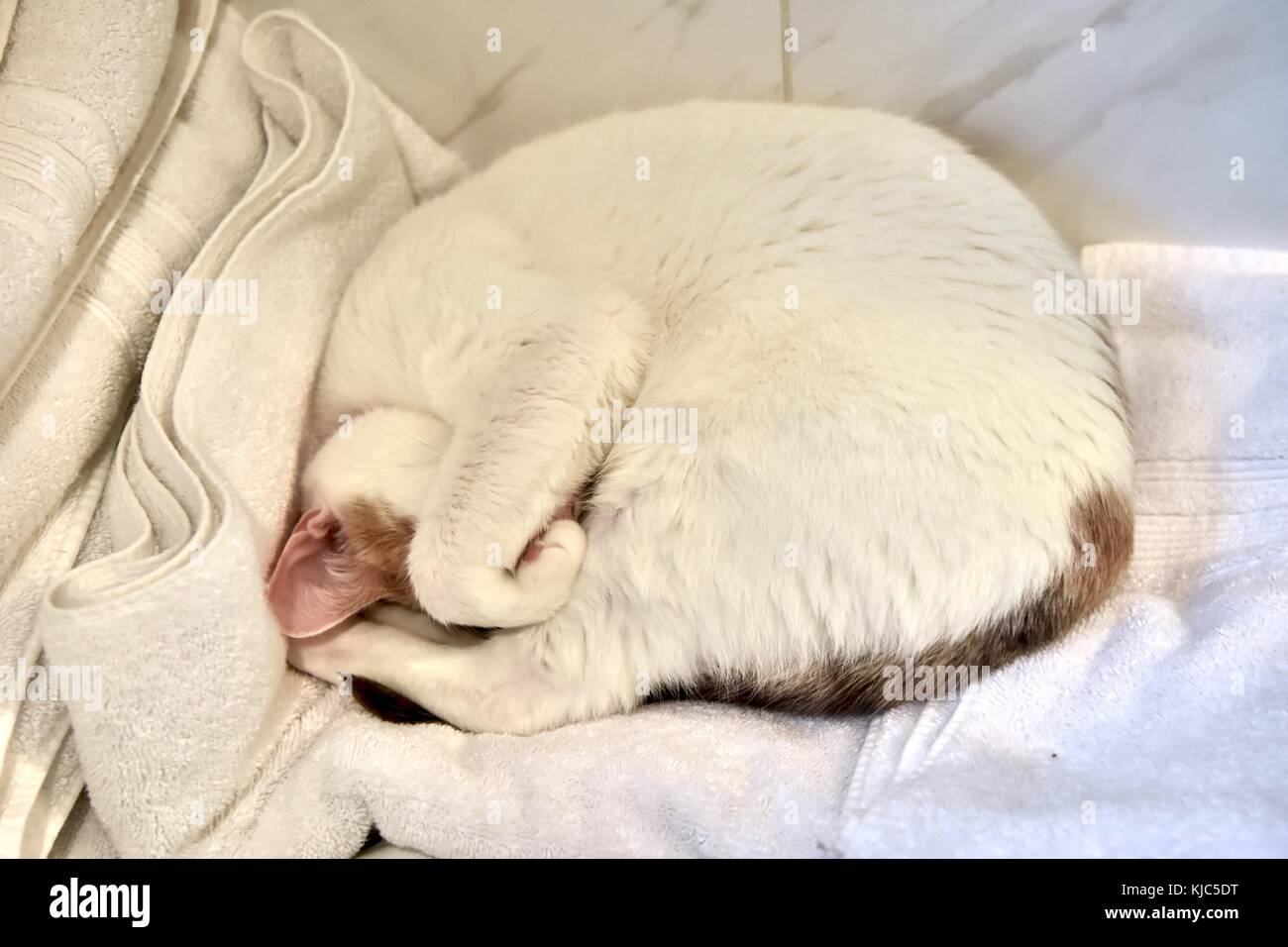 White cat curled up sleeping Stock Photo - Alamy White cat curled up sleeping Stock Photo - Alamy